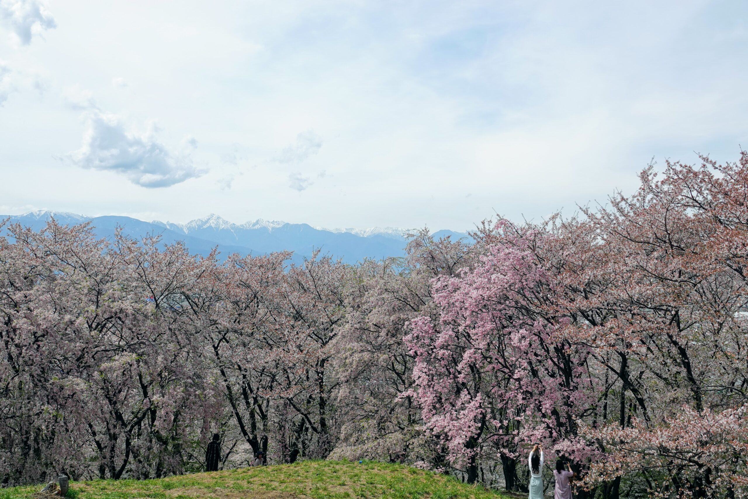 Mt. Kobo Tomb Cherry Blossom Hiking 弘法山古墳 - DriveJapan / HikeJapan